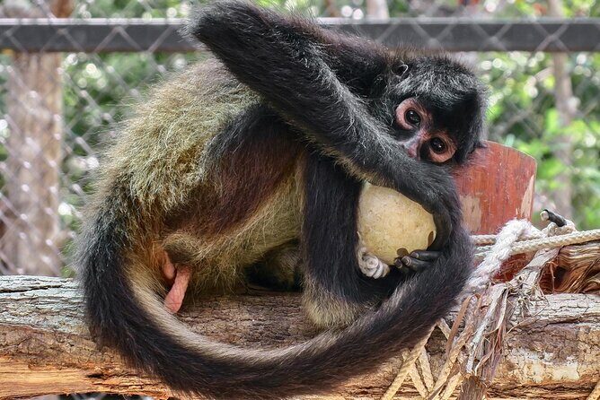 Half Day Private Tour of Akumal Monkey Sanctuary - Why This Tour Offers Good Value