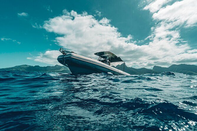 Half Day Private Whale Watching in Moorea - What to Expect on the Day