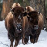 Half Day Private Wildlife Photography Tour in Yellowstone - The Sum Up