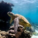 Half Day Sailing and Snorkeling Tour from Coral Bay - Is This Tour Worth the Price?