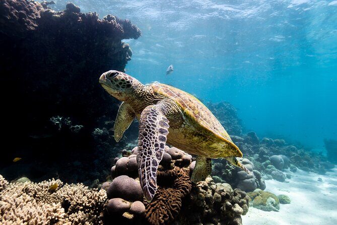 Half Day Sailing and Snorkeling Tour from Coral Bay - Is This Tour Worth the Price?