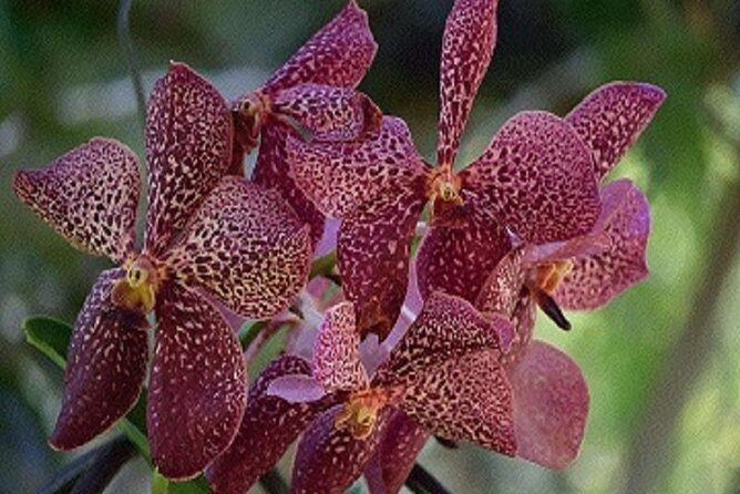 Half Day Sightseeing - Wonders of Nadi Tour - A Closer Look at the Itinerary