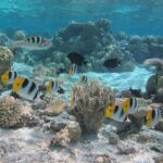 Half day Snorkeling Shared Boat Tour in Bora Bora - A Detailed Look at the Itinerary