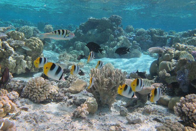 Half day Snorkeling Shared Boat Tour in Bora Bora - A Detailed Look at the Itinerary