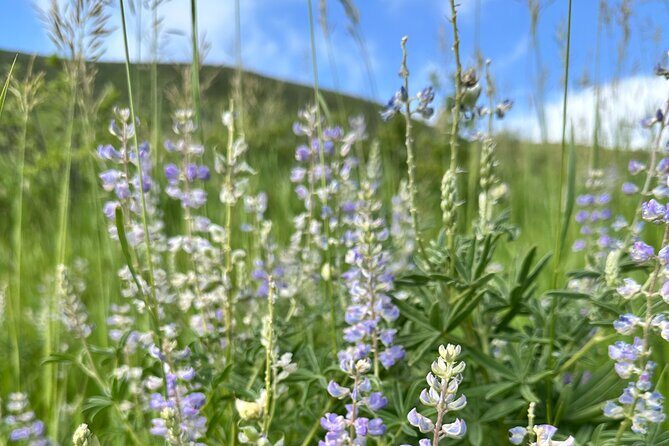 Half Day Tour from Denver Private Guided Hike with Curated Picnic - FAQs