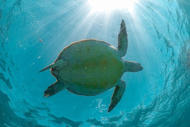 Half Day Tour: Turtles Encounter in Akumal Beach - Detailed Itinerary Breakdown