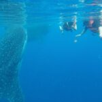 Half Day Whale Shark Tour From Playa del Carmen - What You Get and What You Pay For