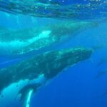 Half day whale tour 4h00 - What We Love About the Tour