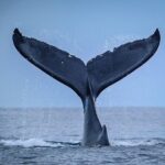 Half Day Whale Watching in a Small Shared Group - The Experience: What Travelers Are Saying