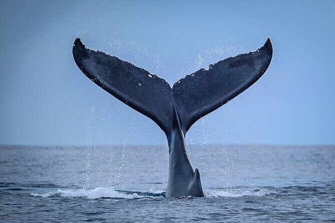Half Day Whale Watching in a Small Shared Group - The Experience: What Travelers Are Saying