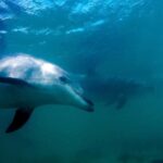 Hauraki Gulf: Hammerhead Experience Dive Charter - The Itinerary: What You Can Expect