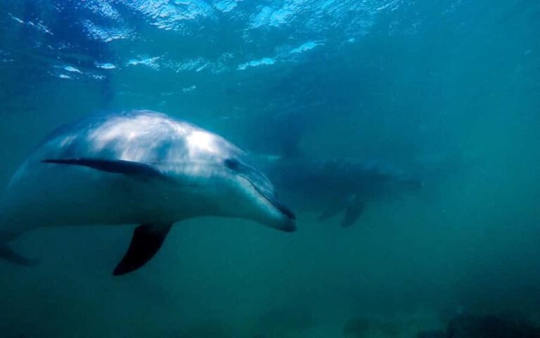 Hauraki Gulf: Hammerhead Experience Dive Charter - The Itinerary: What You Can Expect