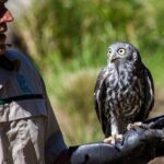 Healesville Sanctuary And Phillip Island Wildlife Bus Tour - Practical Aspects of the Tour