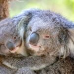 Healesville Sanctuary: General Admission Ticket - How the Day is Structured