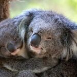 Healesville Sanctuary General Entry Ticket - Overall Value and Considerations