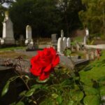 Heritage City and Larnach Castle Van tour with Historian Guide - Lunch with a View at Luna Bar and Restaurant