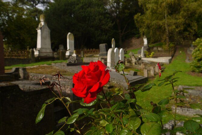 Heritage City and Larnach Castle Van tour with Historian Guide - Lunch with a View at Luna Bar and Restaurant