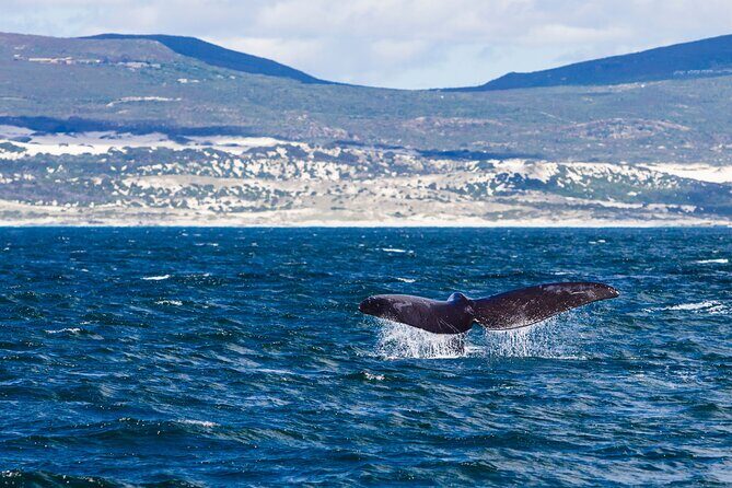 Hermanus Whale Watching Boat Trip - Why This Tour Offers Good Value