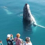 Hervey Bay 4-Hour Whale Watch Encounter - The Vessel: Designed for Impact & Comfort