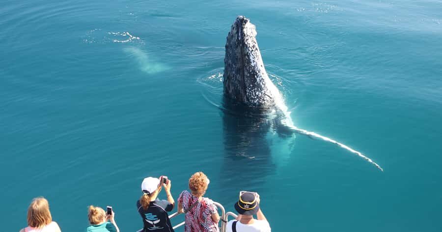 Hervey Bay 4-Hour Whale Watch Encounter - The Vessel: Designed for Impact & Comfort