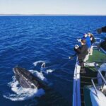 Hervey Bay: Best Value Half Day Whale Watching Cruise - Practical Details