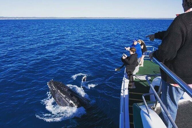 Hervey Bay: Best Value Half Day Whale Watching Cruise - Practical Details