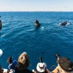 Hervey Bay: Exclusive Whale Watch Encounter - What You Need to Know Before Booking