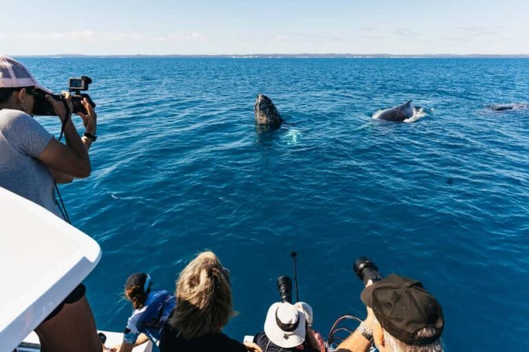 Hervey Bay: Exclusive Whale Watch Encounter - What You Need to Know Before Booking