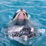 Hervey Bay: Half-Day Whale Watching Cruise - Why This Tour Offers Excellent Value