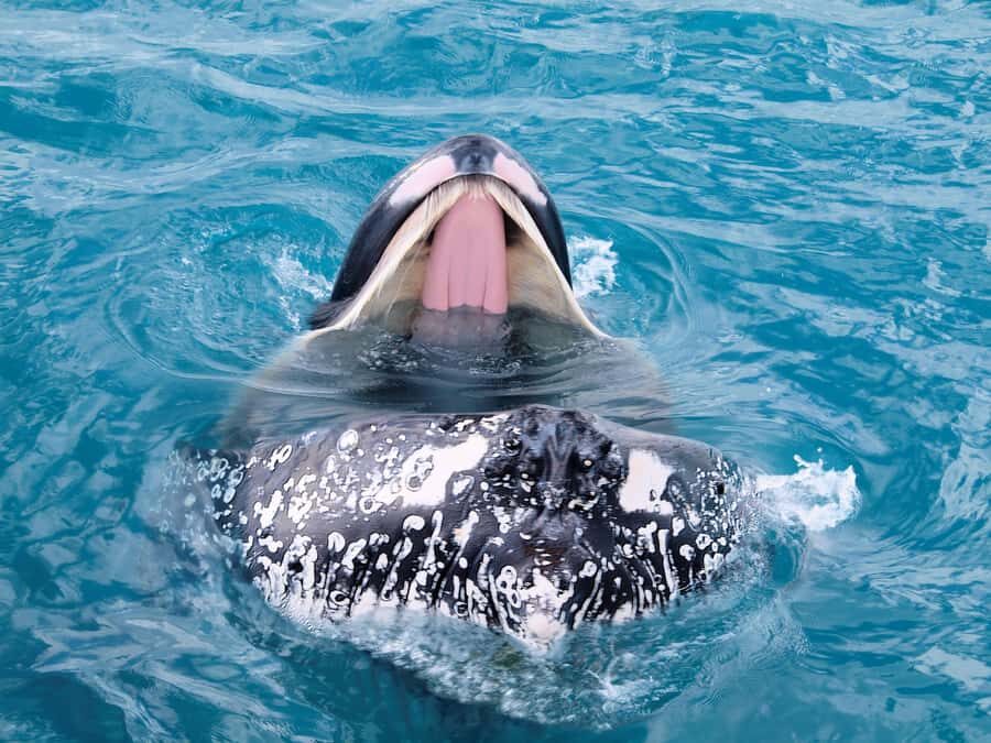 Hervey Bay: Half-Day Whale Watching Cruise - Why This Tour Offers Excellent Value
