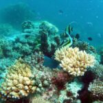 Hervey Bay: Turtle Discovery Eco Tour - Exploring the Full Experience