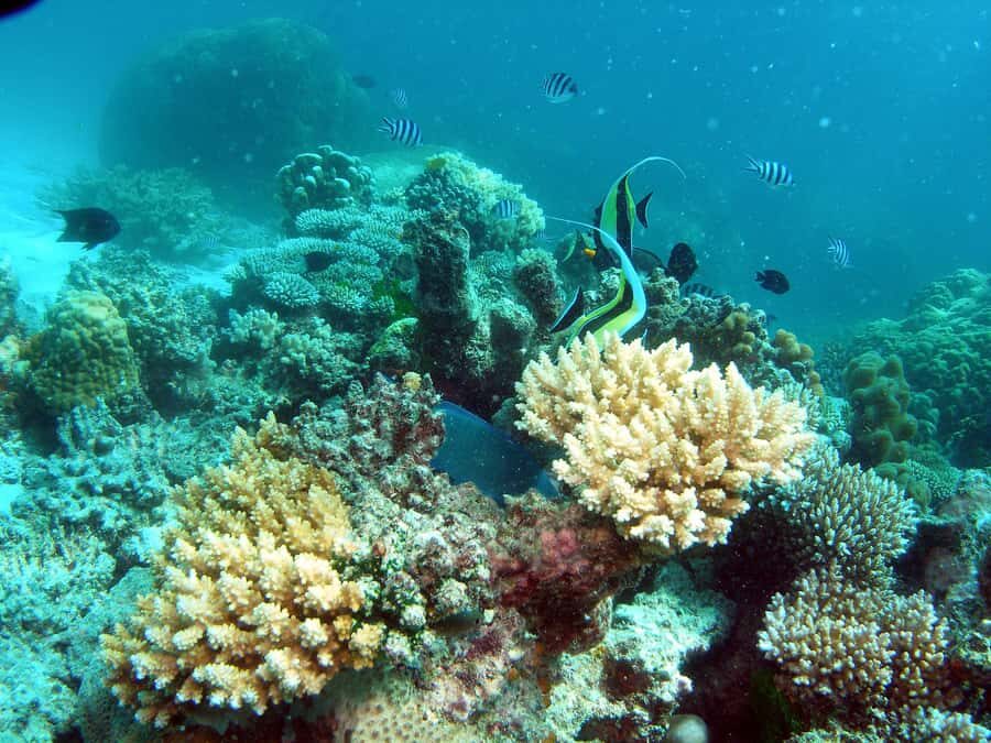 Hervey Bay: Turtle Discovery Eco Tour - Exploring the Full Experience