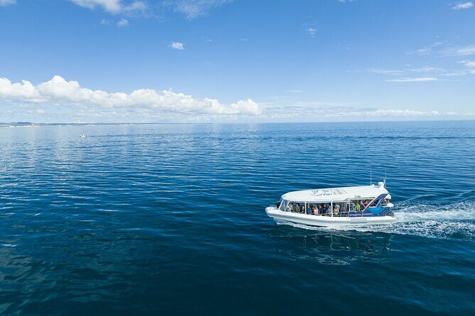 Hervey Bay Ultimate Whale Watching Cruise - Practical Tips for Your Whale Watching Adventure