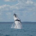 Hervey Bay: Ultimate Whale Watching Experience - The Reviews: What Travelers Say