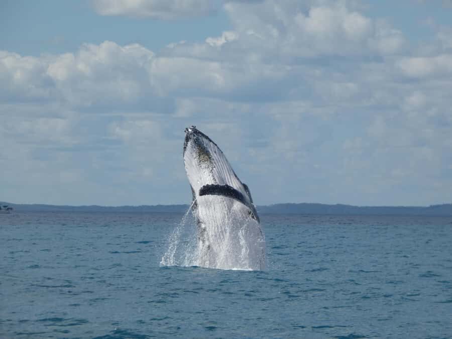 Hervey Bay: Ultimate Whale Watching Experience - The Reviews: What Travelers Say