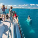 Hervey Bay Whale Odyssey Cruise - What to Expect on the Cruise