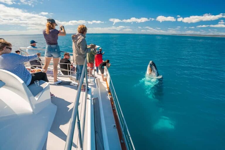 Hervey Bay Whale Odyssey Cruise - What to Expect on the Cruise