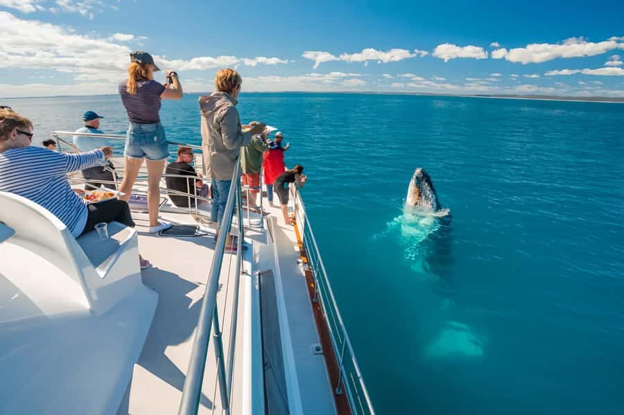 Hervey Bay Whale Odyssey Cruise - What to Expect on the Cruise