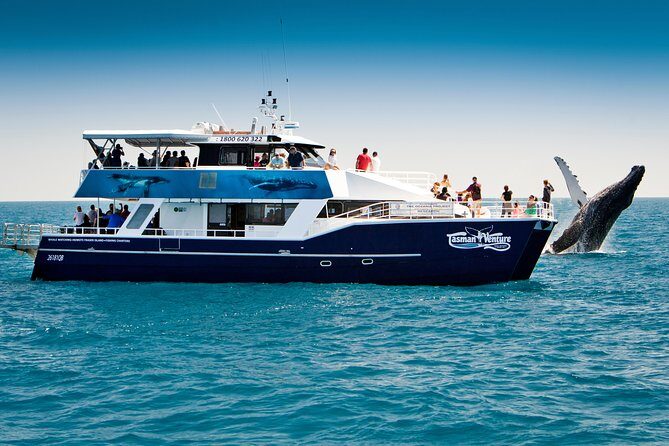 Hervey Bay Whale Watching Cruise - The Experience: What to Expect