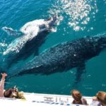 Hervey Bay Whale Watching Experience - Detailed Breakdown of the Itinerary