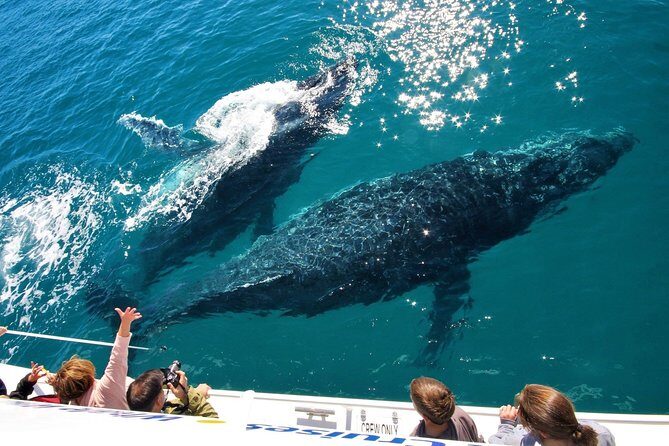 Hervey Bay Whale Watching Experience - Detailed Breakdown of the Itinerary