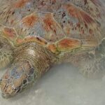 Hideaway Island Escape, Blue Lagoon and Turtle Experience - Practical Details: What to Expect