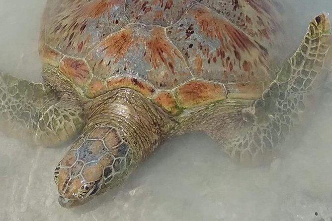 Hideaway Island Escape, Blue Lagoon and Turtle Experience - Practical Details: What to Expect