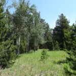 Hike the Rockies Half Day Tour - Authentic Feedback from Participants