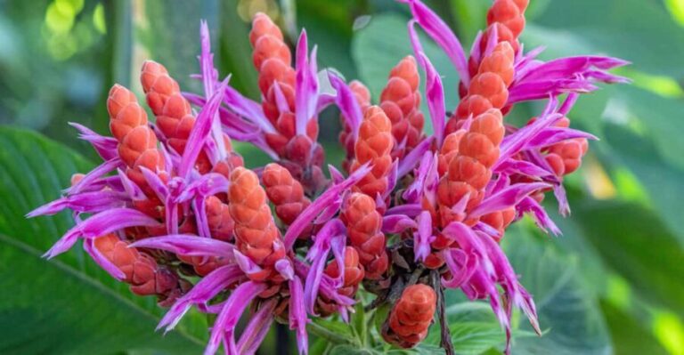 Hilo: Gardens, Waterfalls & Farmers Market Shore Excursion - Discovering the Waterfalls and Scenic Highlights