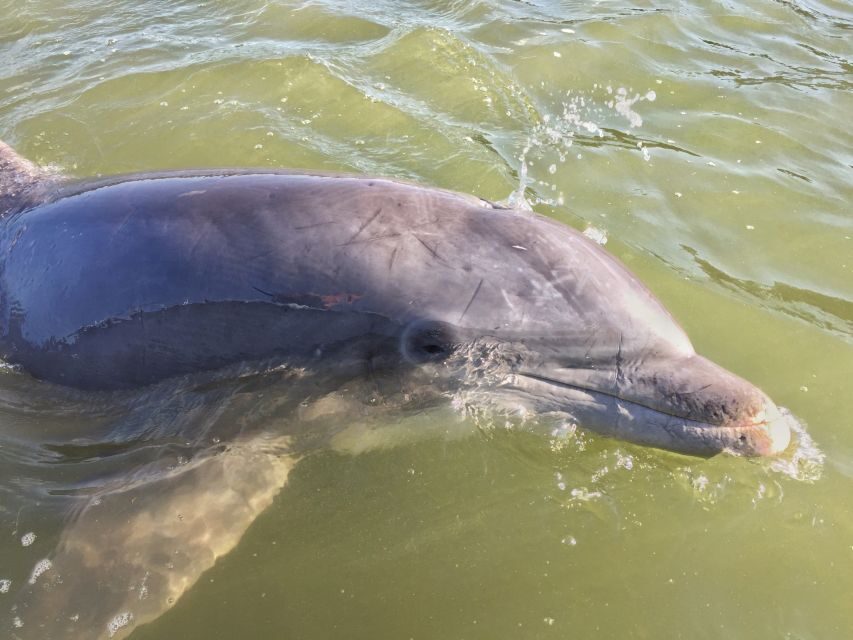 Hilton Head Island: Daytime Dolphin Watching Boat Tour - The Sum Up