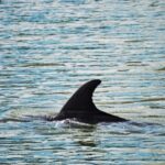 Hilton Head Island: Disappearing Island and Dolphin Tour - The Value Proposition: Is It Worth It?