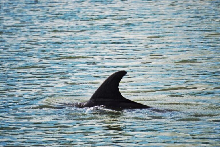Hilton Head Island: Disappearing Island and Dolphin Tour - The Value Proposition: Is It Worth It?