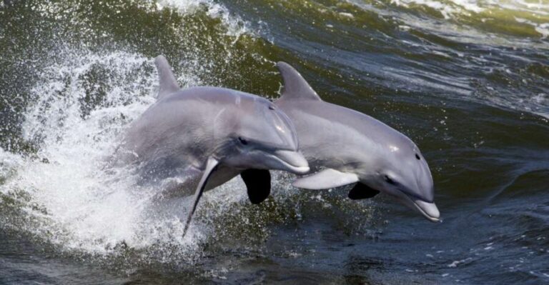 Hilton Head Island: Ocean Dolphin Cruise - Price and Value Considerations