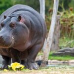 Hippo Experience at Werribee Open Range Zoo - excl. entry - Who Will Love This Tour?
